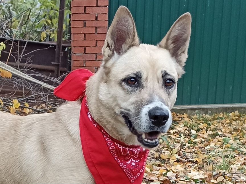 Собачка небольшого размера