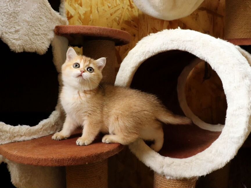 Шотландская золотая шиншилла девочка