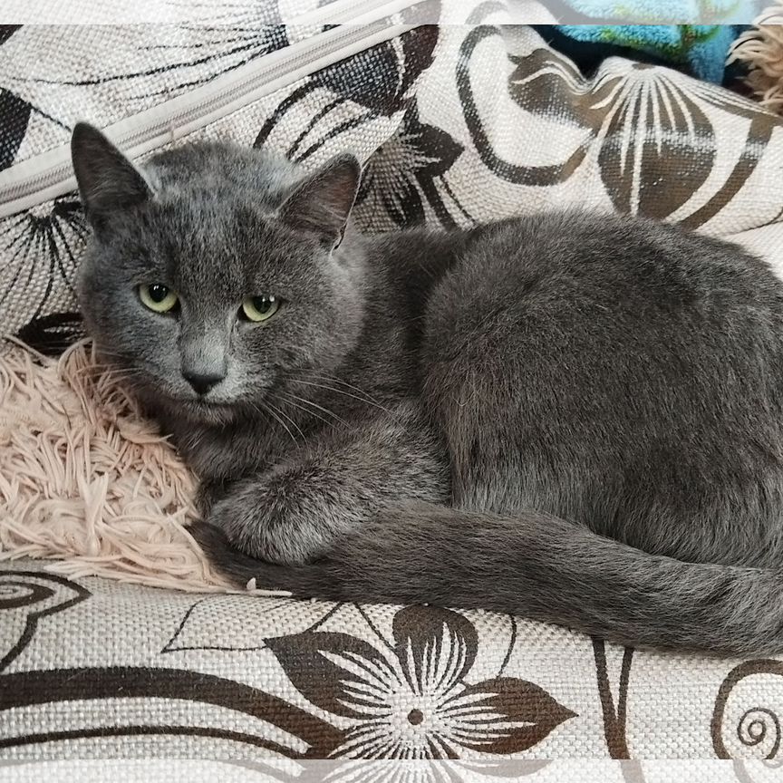 Взрослый кот в добрые руки