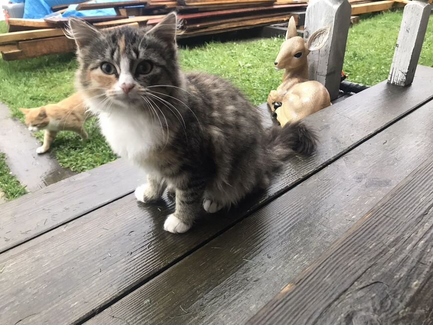 Котята в добрые руки