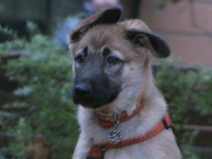 Крепышка Мальта (приют) в поисках дома