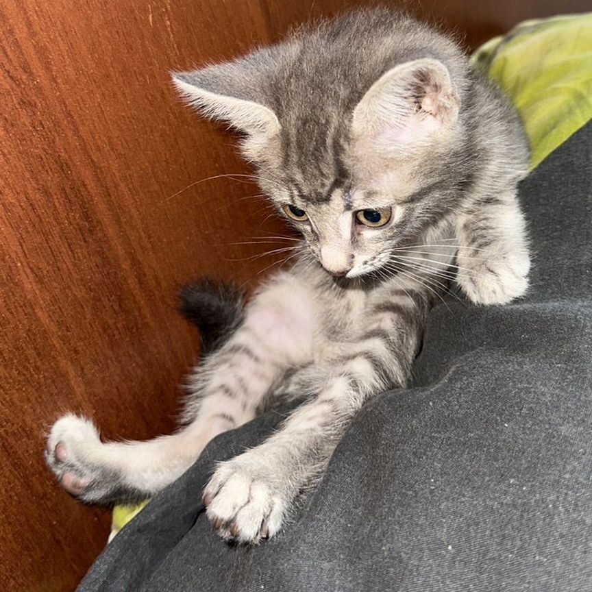 Котята в добрые руки бесплатно