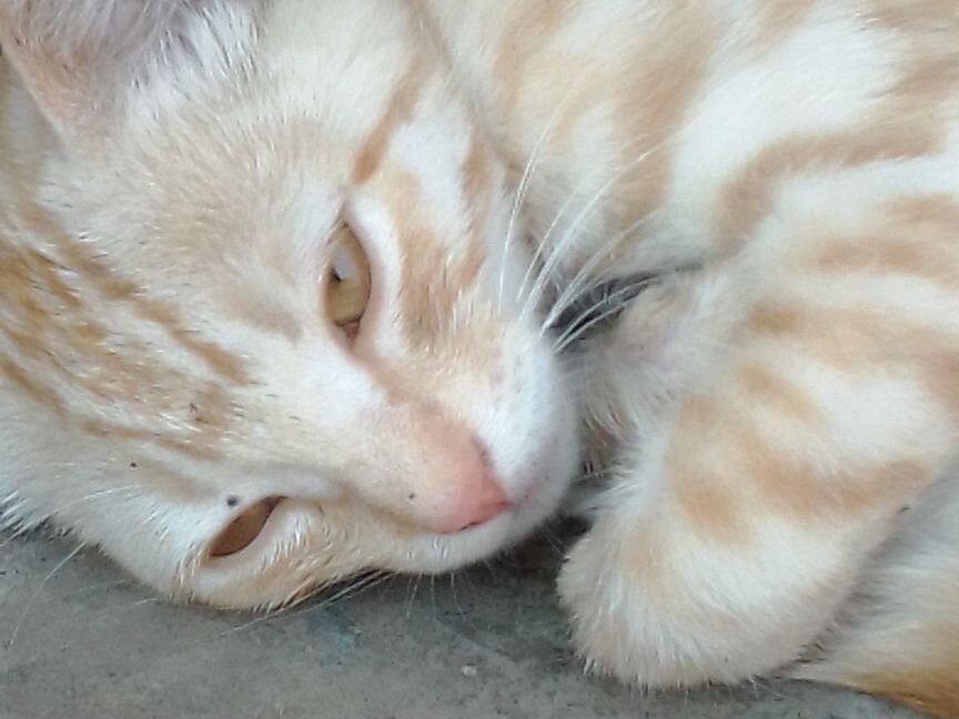 Кот молодой домашний 3 месяца добрый