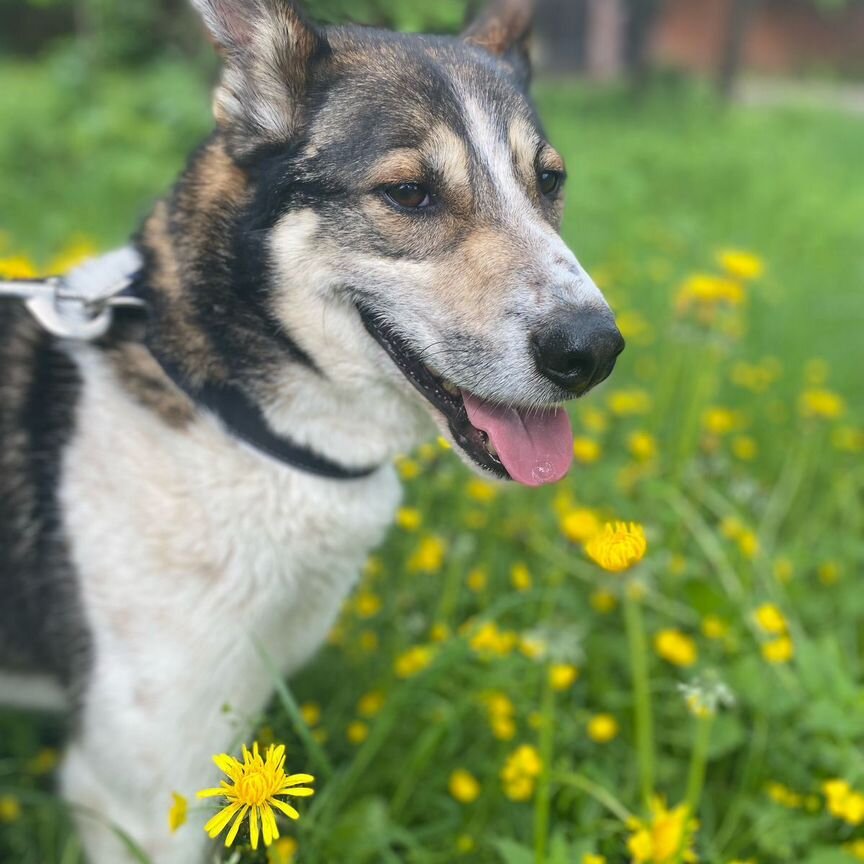 Взрослый пёс в добрые руки