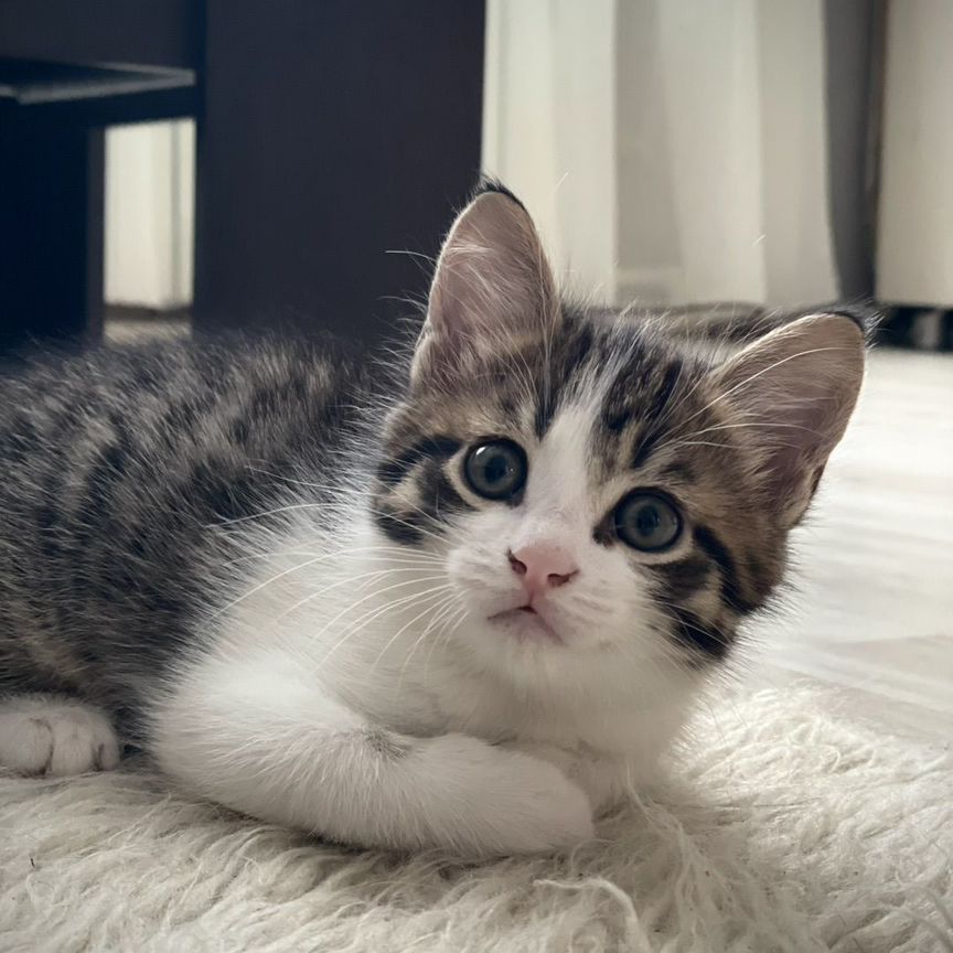 Котёнок в добрые руки