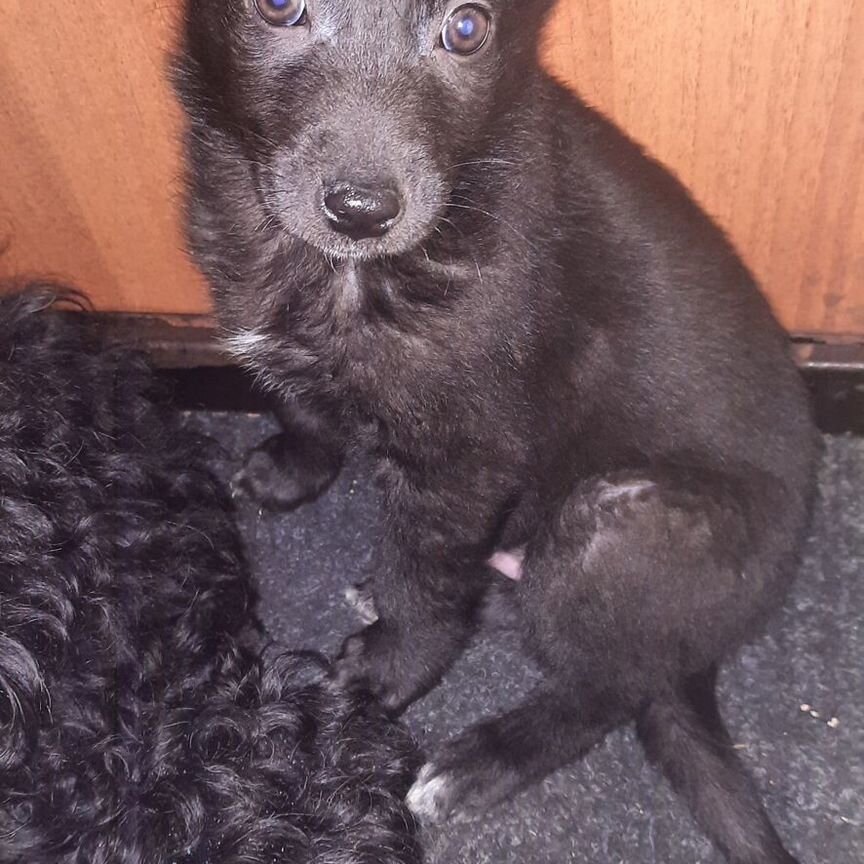 Собака в добрые руки отдам бесплатно