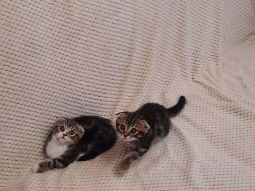 Шотландские вислоухие котята