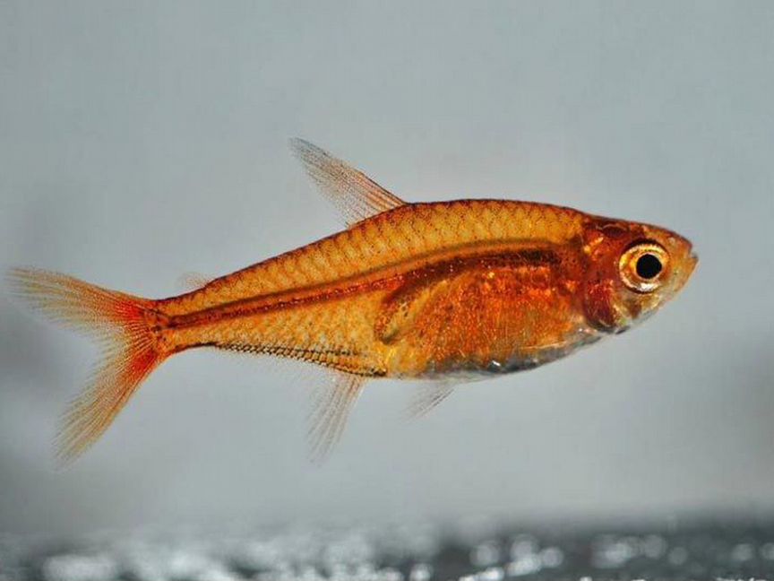 Тетра Аманда (арт 6026)