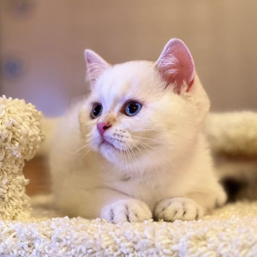 Британский котёнок