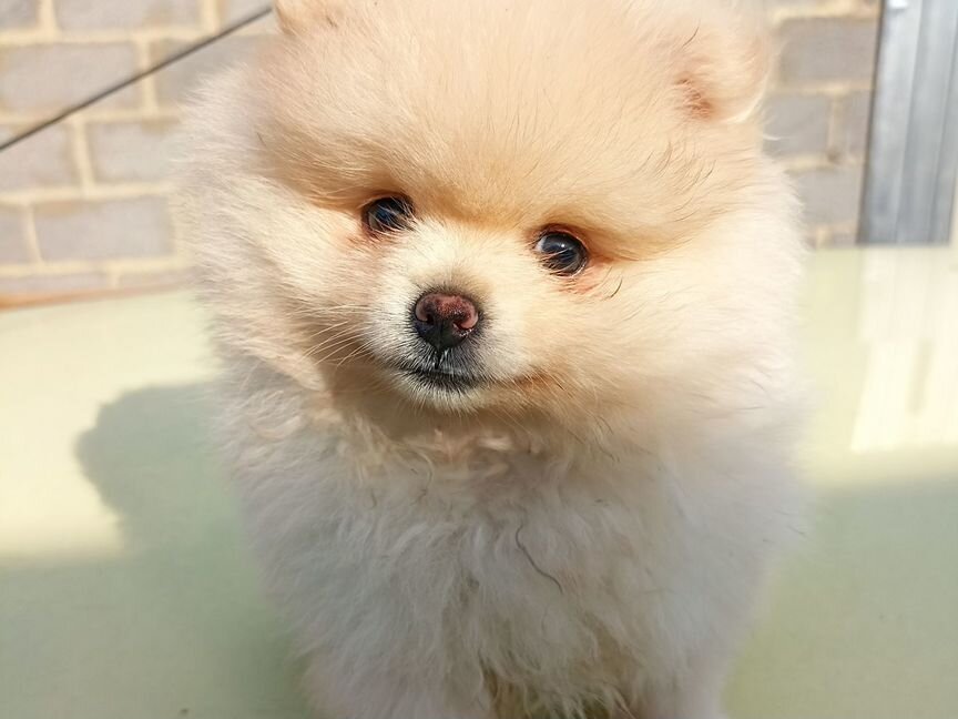 Шпиц-девочка