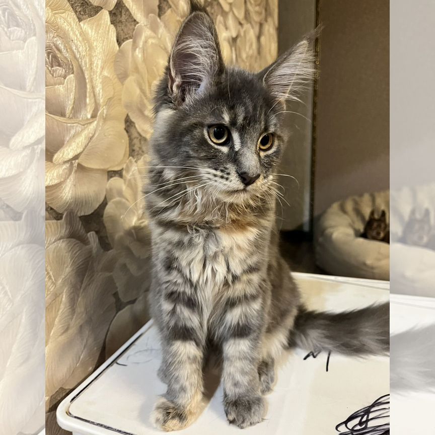 Мейн-кун котёнок