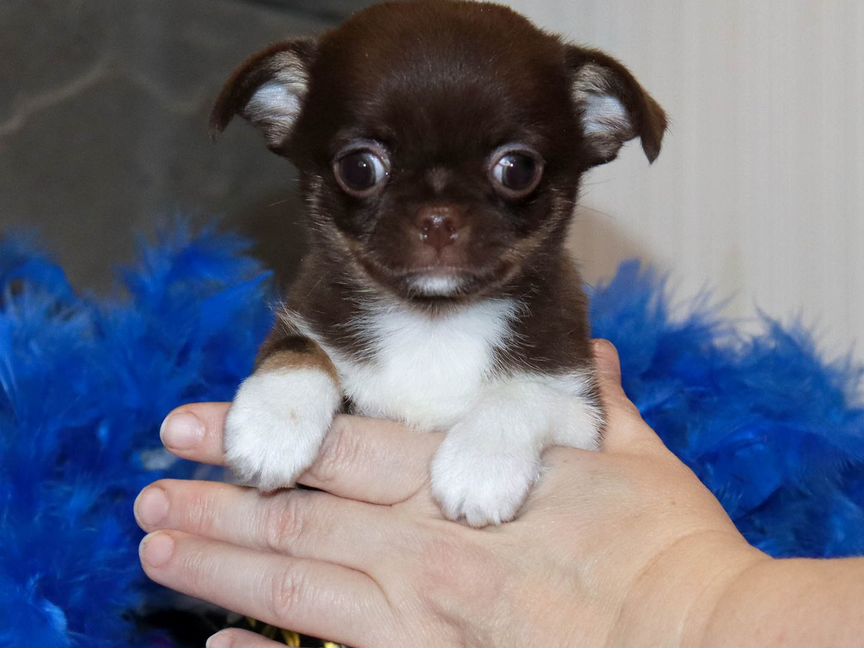 Белиз. Шоколадный модник чихуаxуa с доставкой