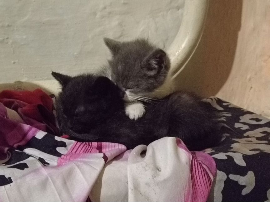 Котята в добрые руки