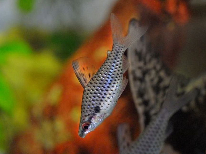 Хилодус Пунктатус (Chilodus punctatus)