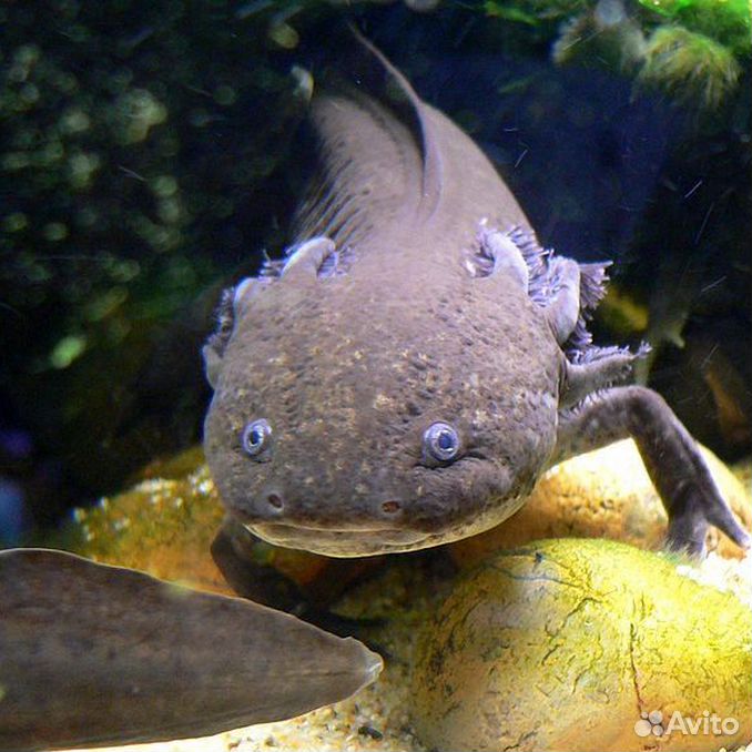 Аксолотли (4 шт) с аквариумом