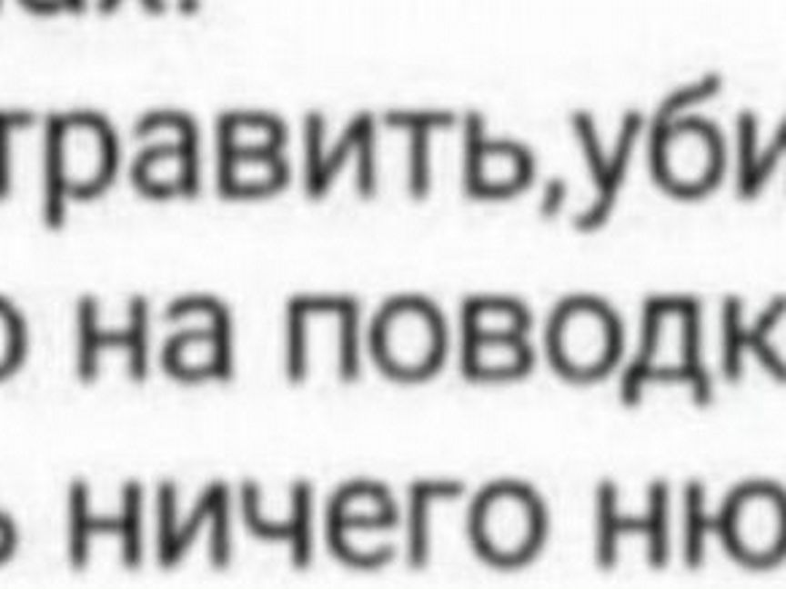 Собаки. Догхантеры