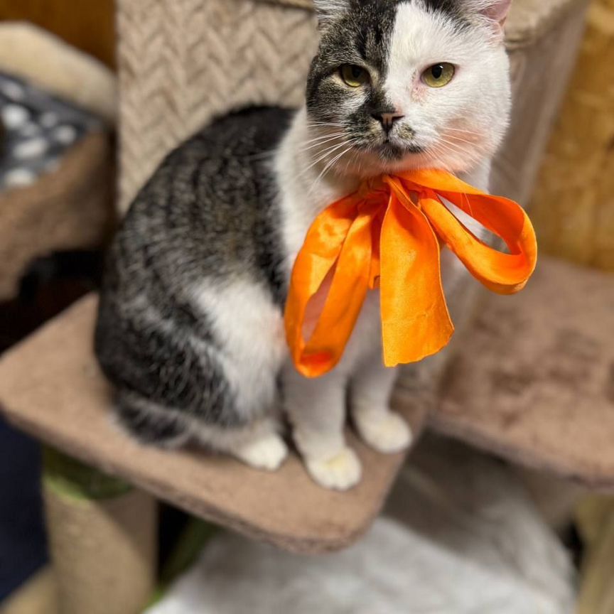 Взрослая, Девочка кошка в добрые руки