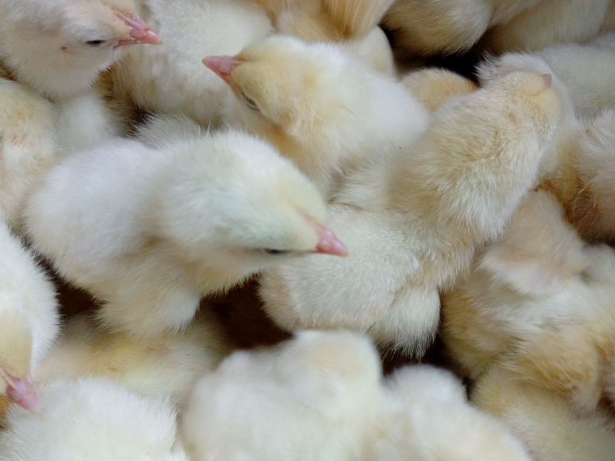 Цыплята суточные