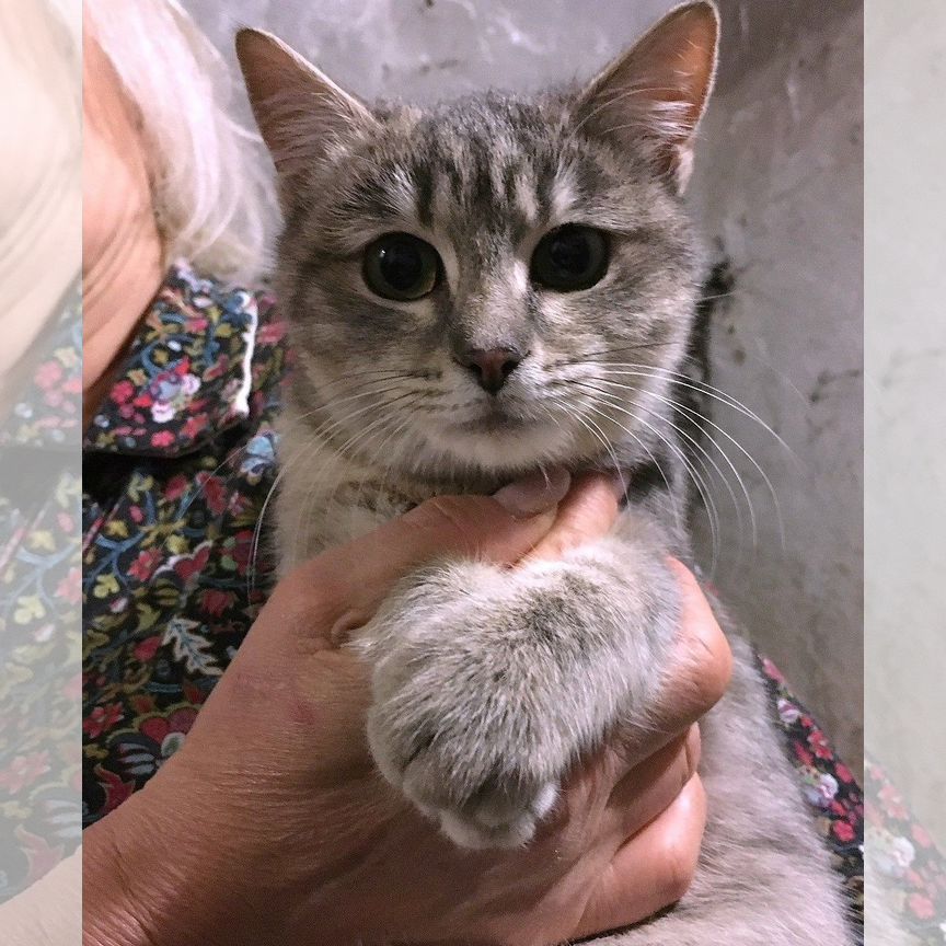 Котёнок в добрые руки