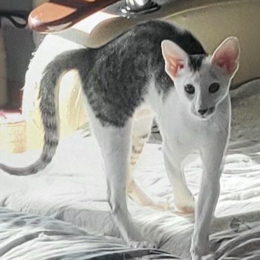 Ориентальный котёнок