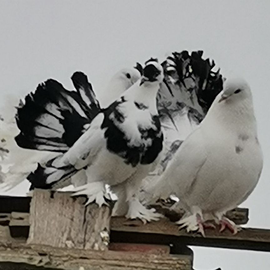 Продажа голубей, очень красивые. Породистые