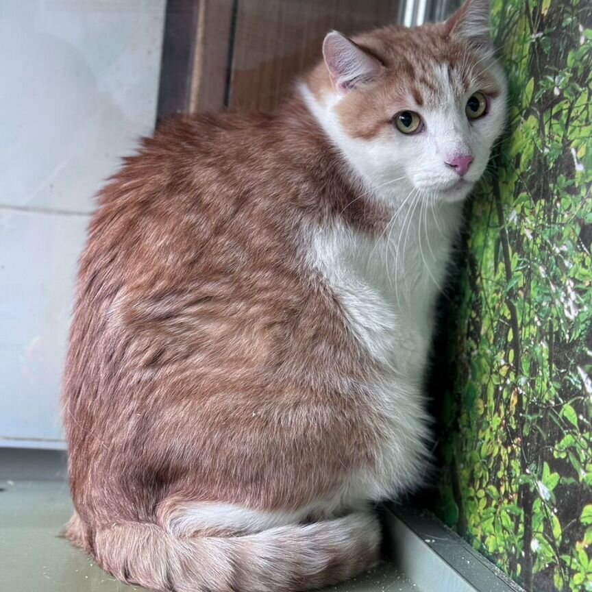 Котик Эклер из приюта