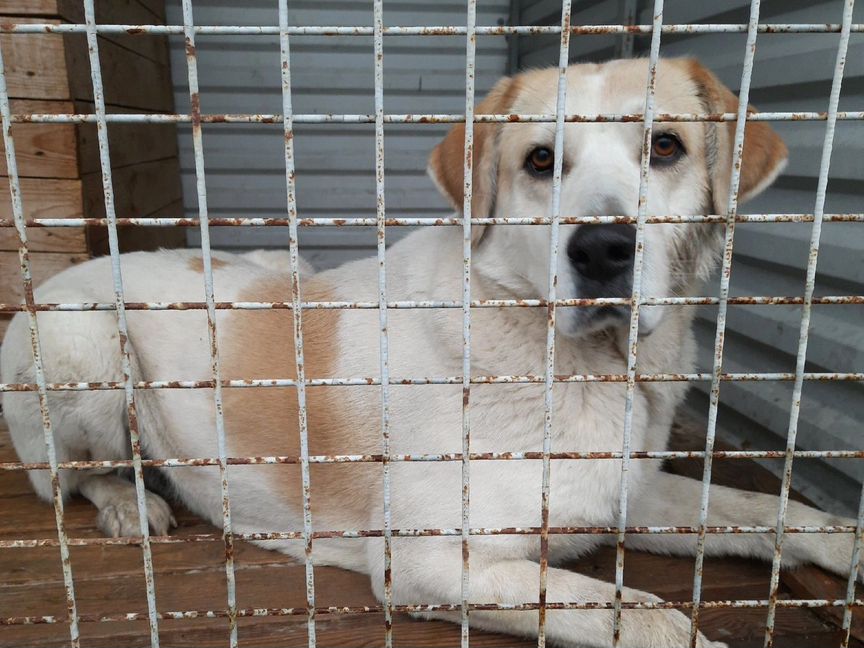 Чья потеряшка попала в отлов