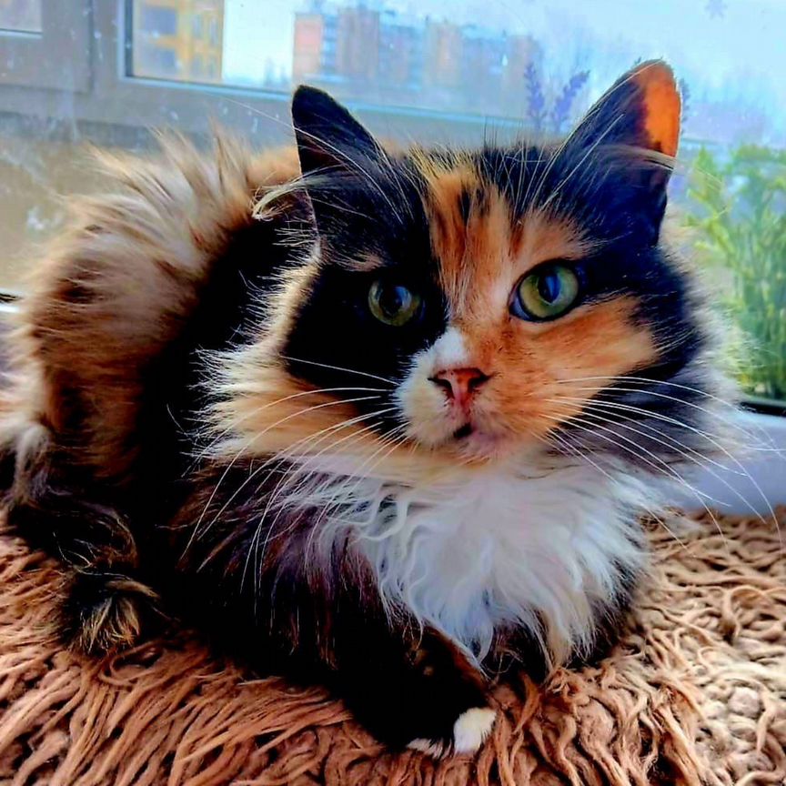 Шикарная трехцветная кошка Люсьен в дар