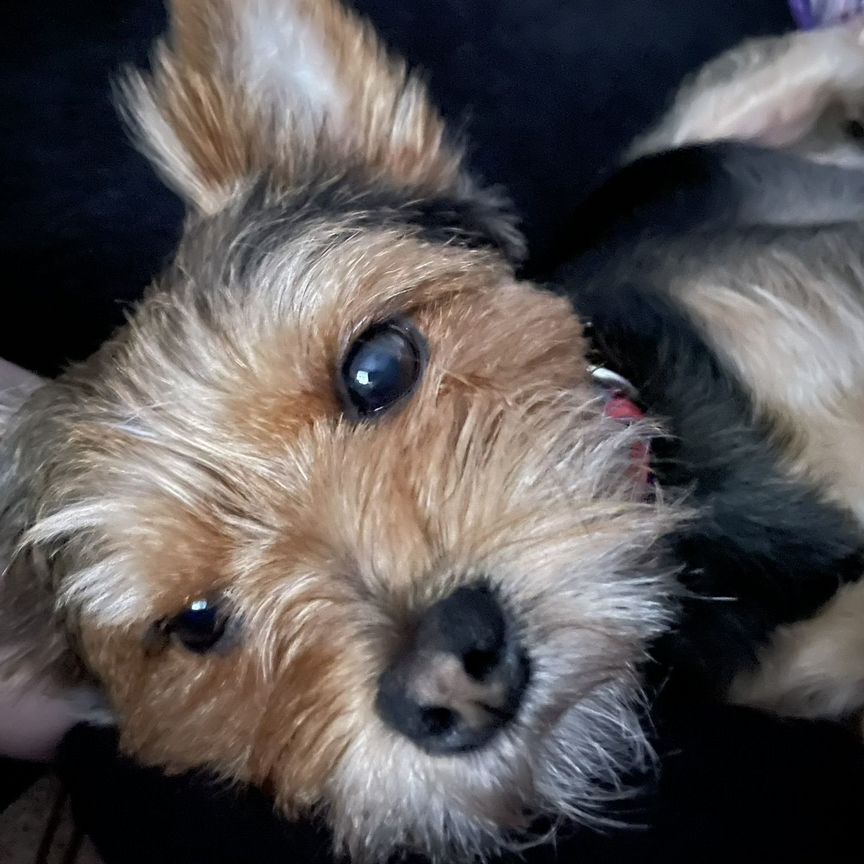 Арчуша прекрасный ищет невесту