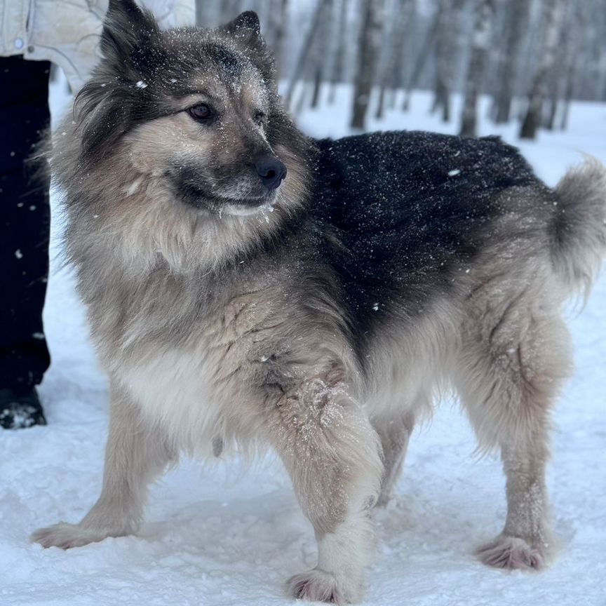 Взрослый пёс в добрые руки