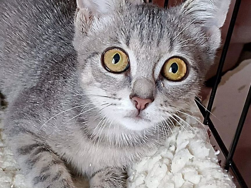 Большеглазая красотка ищет домик