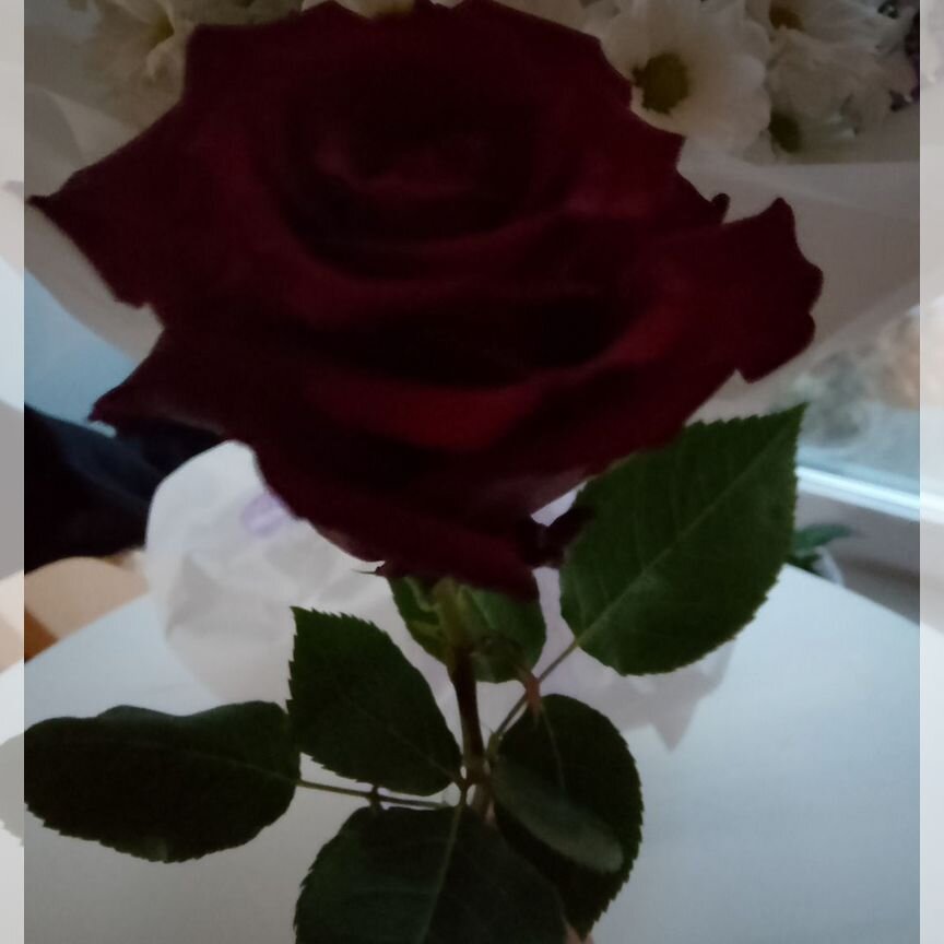 Канадский сфинкс, взрослый кот