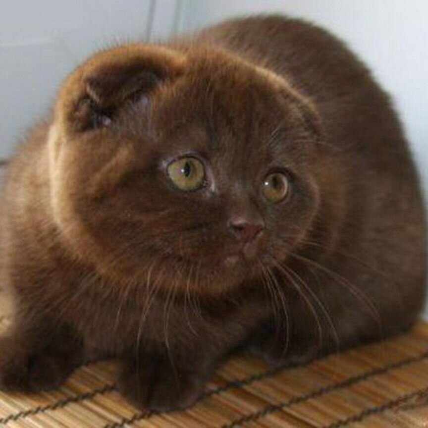 Шотландские котята