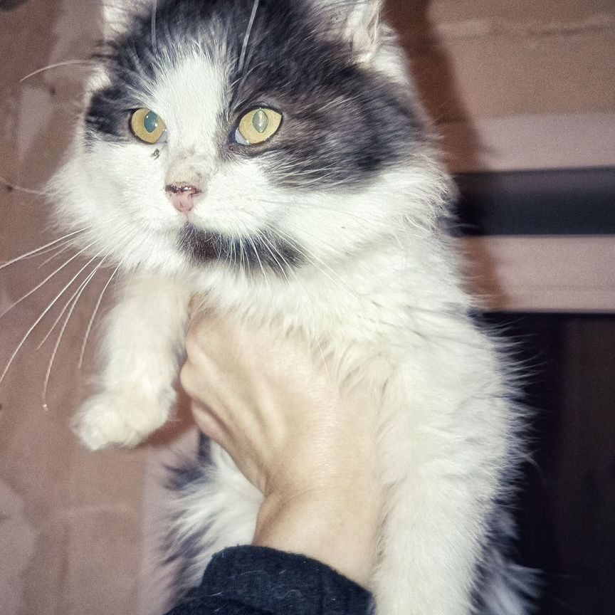 2 шикарных котика