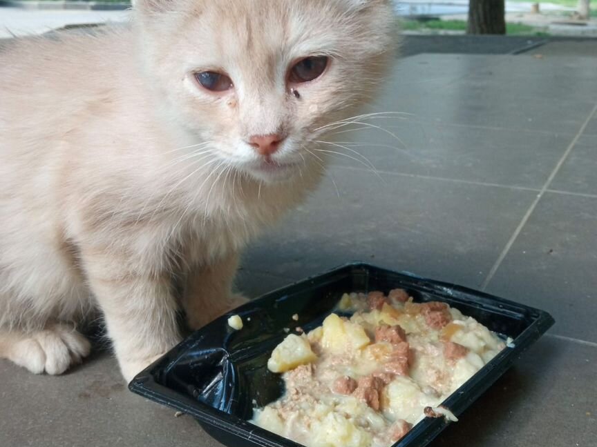 Рыжий котенок маркизик
