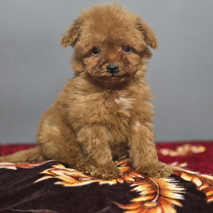 Той-пудель, щенок