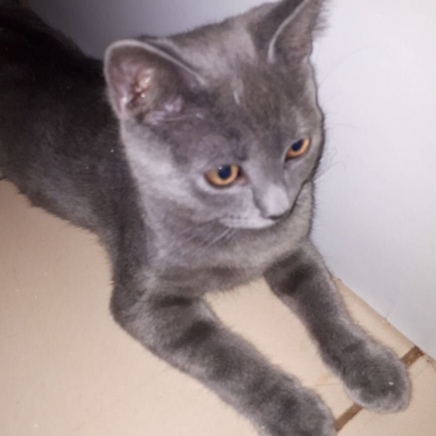 Семушка в поиске дома