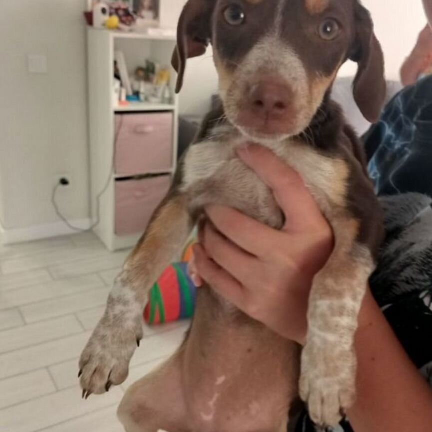 Щенок милая привитая лапочка