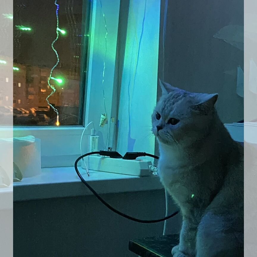 Шотландская прямоухая длинношёрстная, взрослая кошка