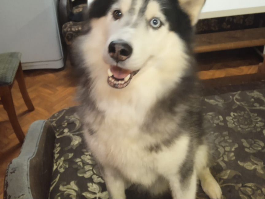 Собака (хаски)