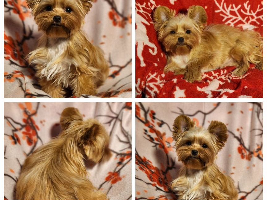 Карманная йорочка 1,5кг