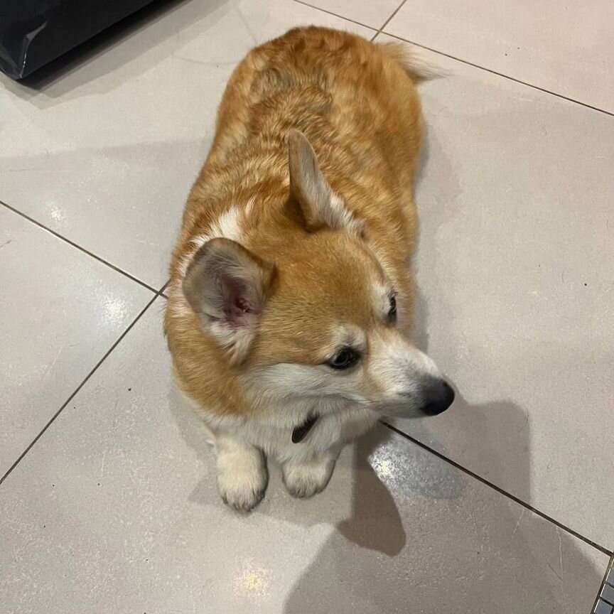Щенки корги
