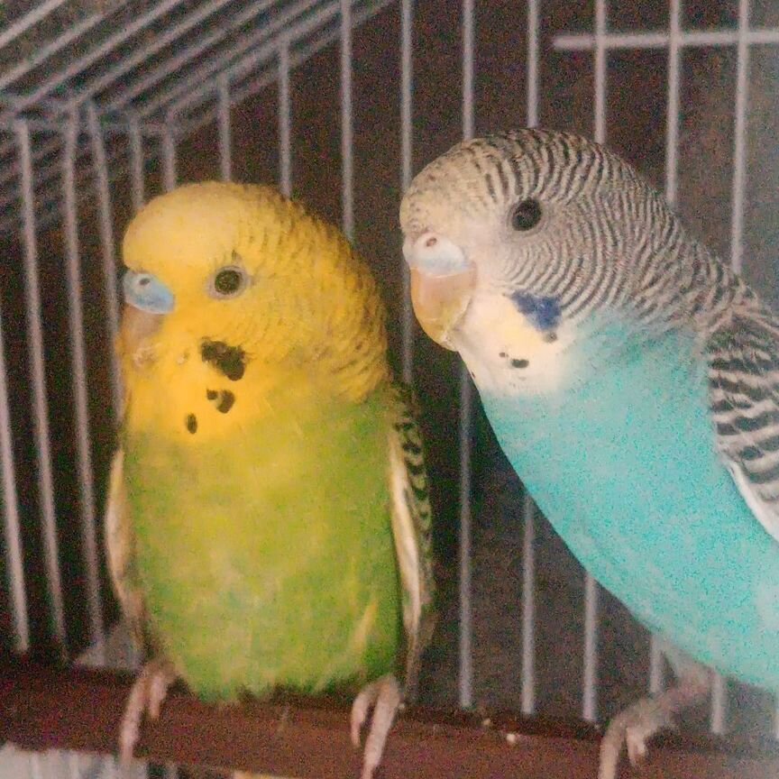 Продам волнистого попугая