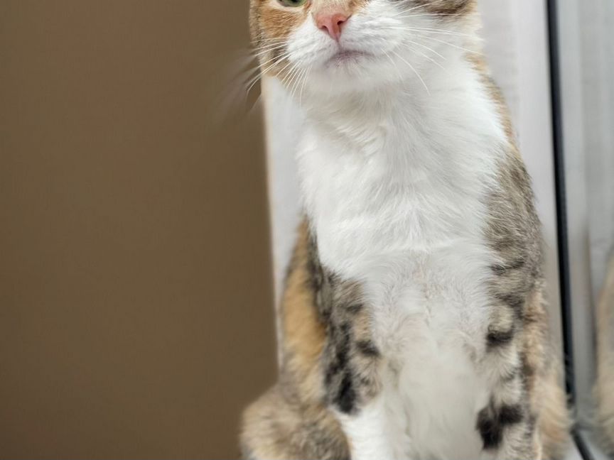 Патока кошка-интеллигентка