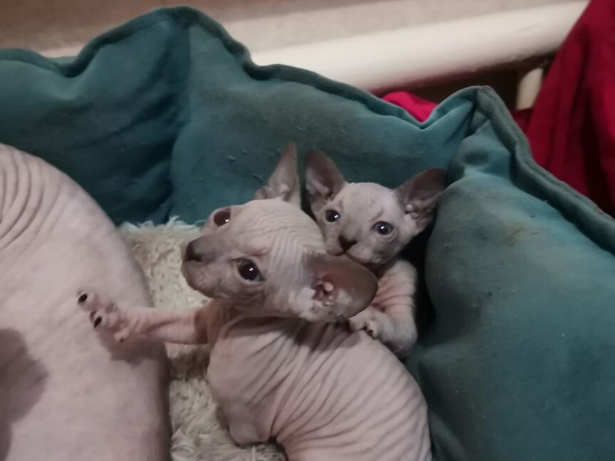 Котята Донского сфинкса