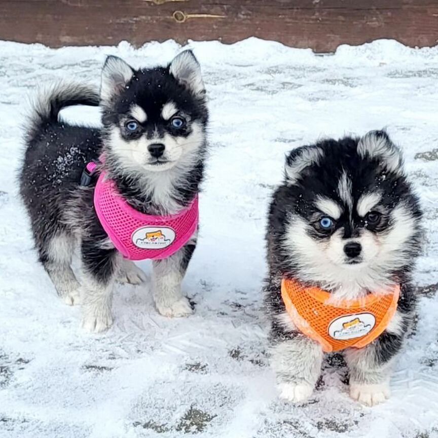 Помски, щенок