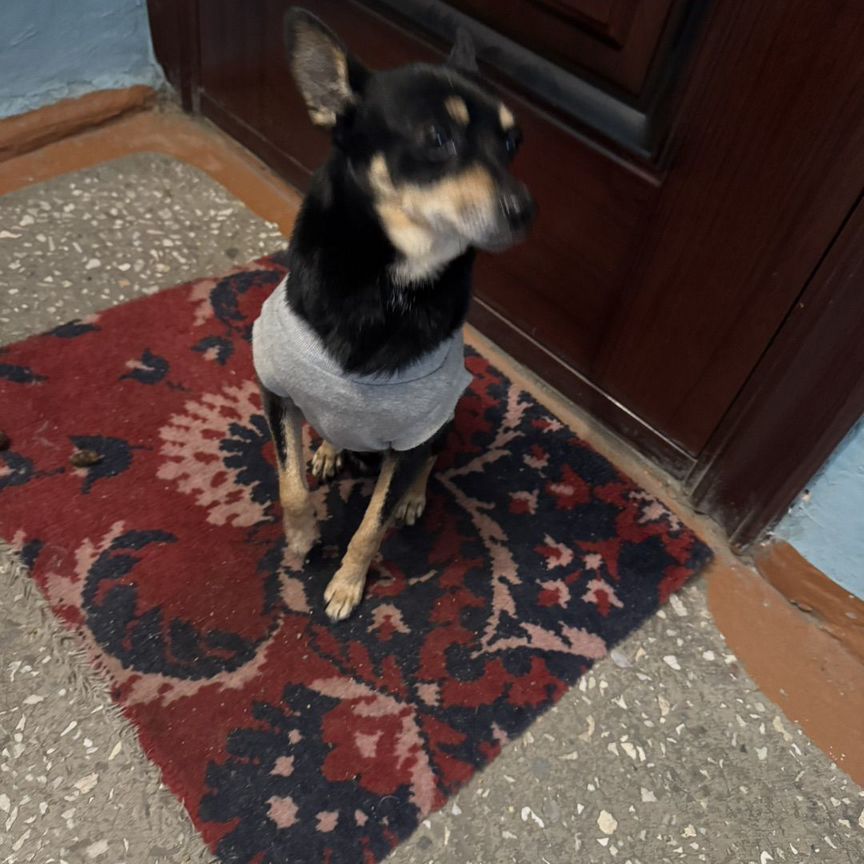 Русский той-терьер, взрослый пёс