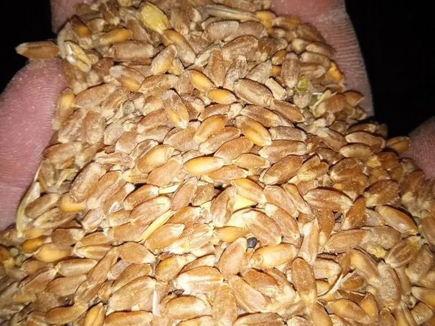 Пшеница, ячмень, овес, кукуруза, шрот соевый