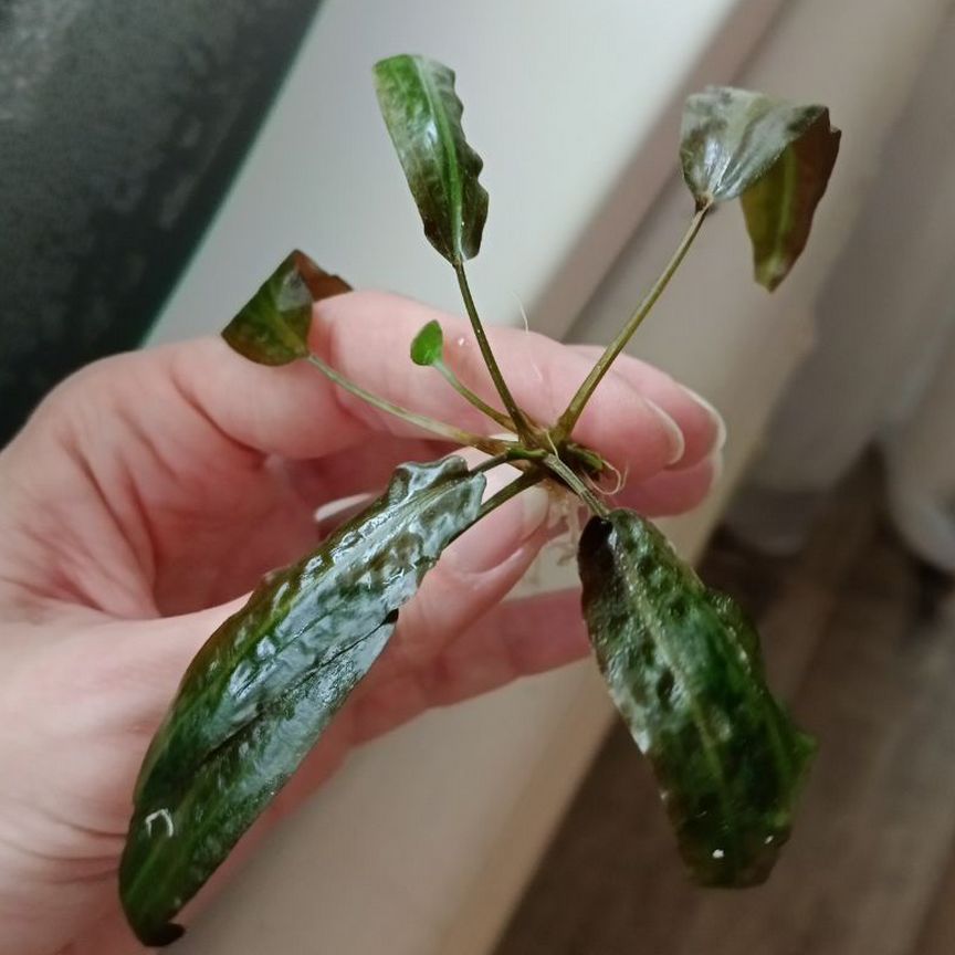 Аквариумное растение