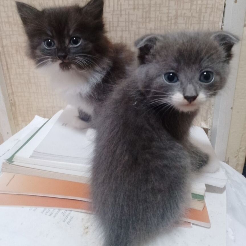 Отдам котят